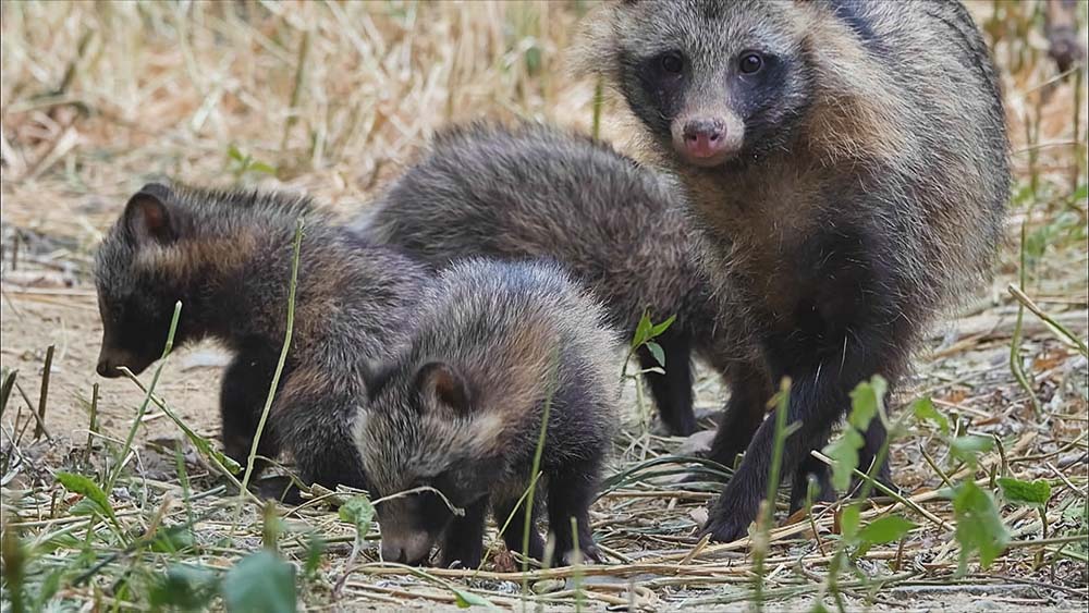 EBS '한반도 야생동물史 - 2부'.. 로맨틱한 너구리, 비운의 사향노루, 사라져가는 산토끼 - 스타연예 - KBS연예
